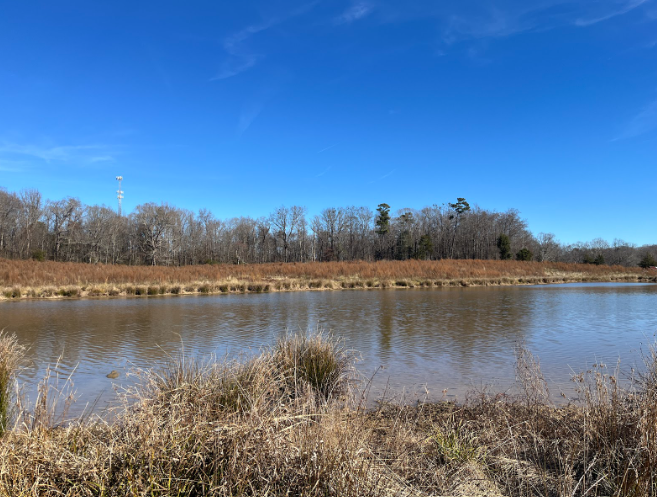 Mitigation Credits 101: Understanding the Basics of Environmental Offsets